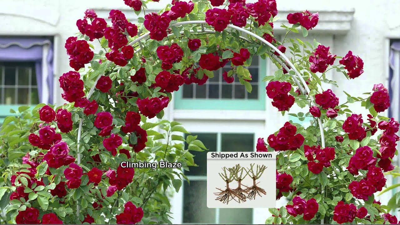 Cottage Farms 3-piece Unique Climbing Rose Garden with Rachel Boesing ...