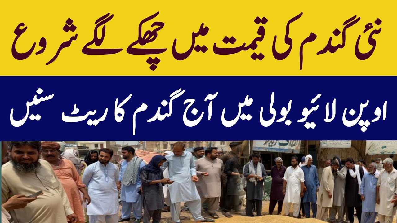 Today wheat price in Pakistan Galla mundi - YouTube