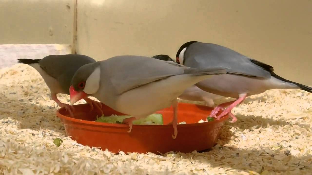 Java Sparrow - YouTube