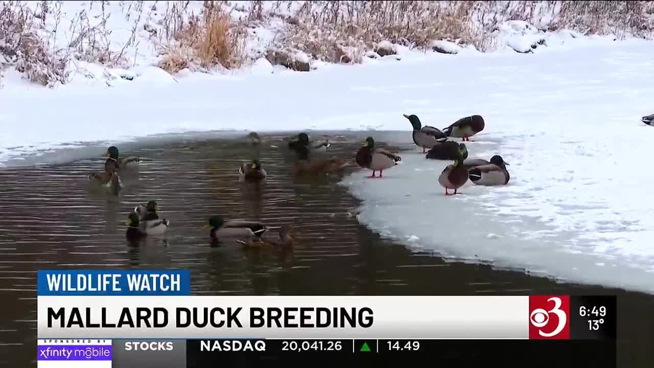 Vt. biologists take part in duck nesting study - YouTube