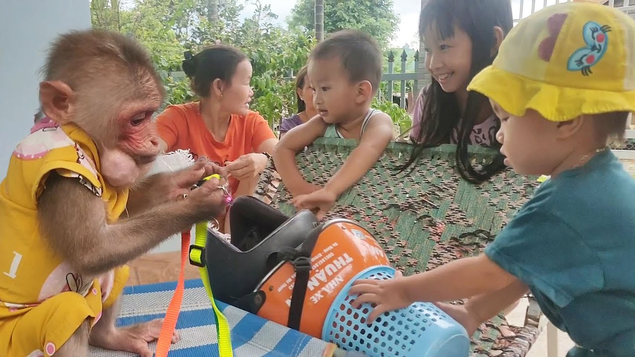 Cute baby monkey Bob gets everyone's attention - YouTube