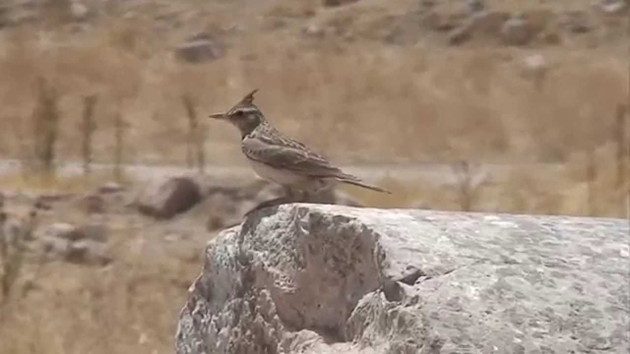Birds spotted in Amman, Jordan - YouTube