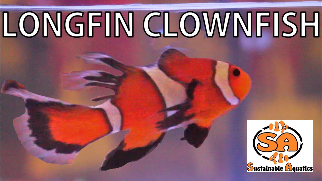 Longfin Clownfish from Sustainable Aquatics! - YouTube