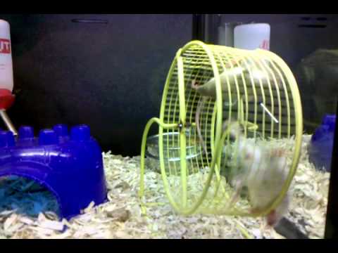 Silly mice at PetSmart - YouTube
