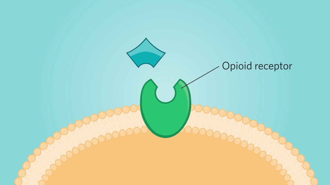 Full Opioid Agonists and Opioid Antagonists - YouTube