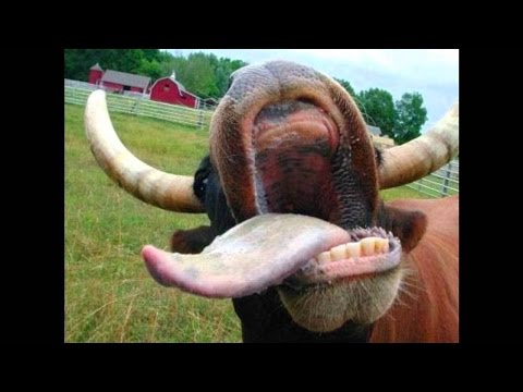 Çılgın dana gülme garantili :D