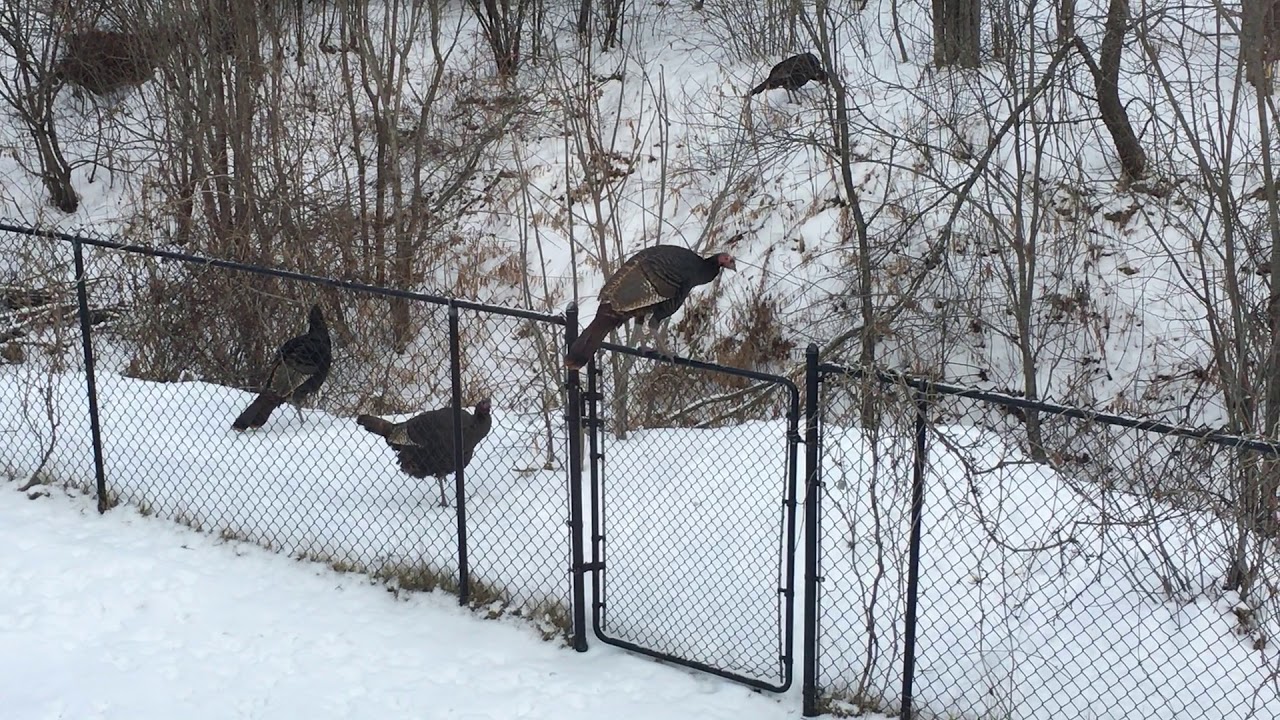 Turkeys jumping the fence. - YouTube