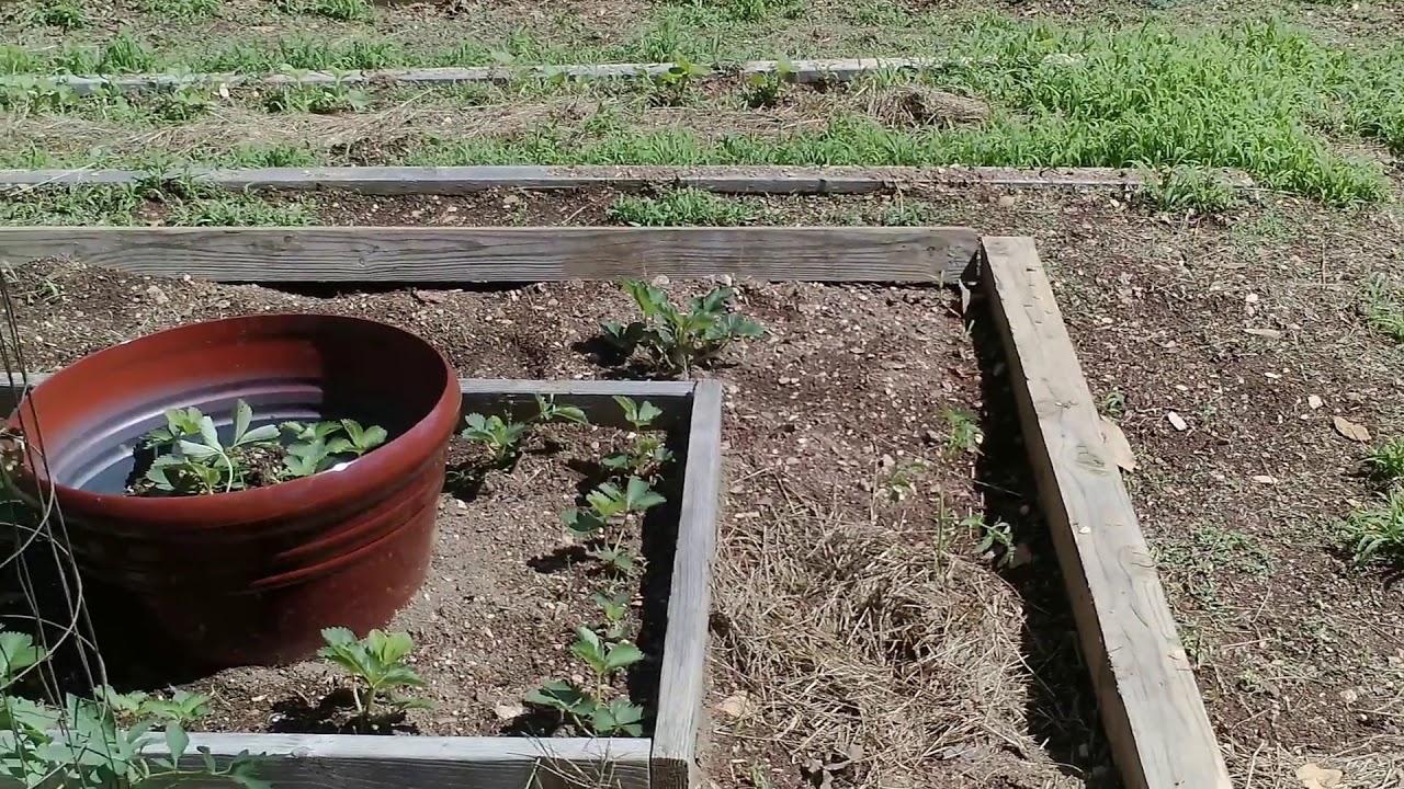 Chick & Garden Update May 2018 - YouTube