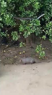 Huge Snake Found - YouTube