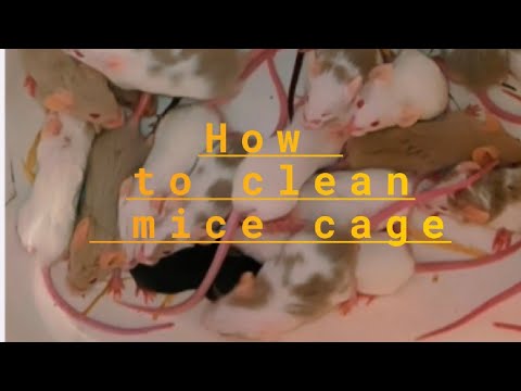 how to clean Mice Cage: - YouTube