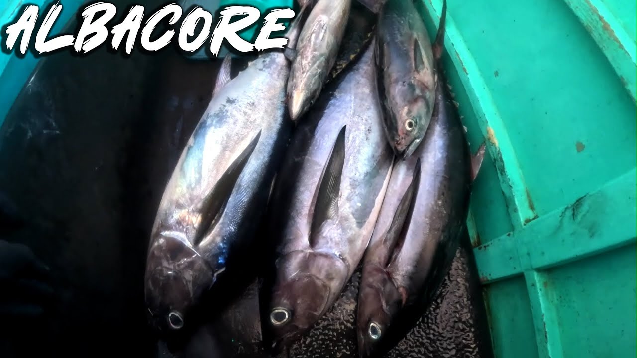 DAY FISHING🎣| EP.36 | ALBACORE OR PANIT ANOTHER BLESSINGS SA SPOT ...