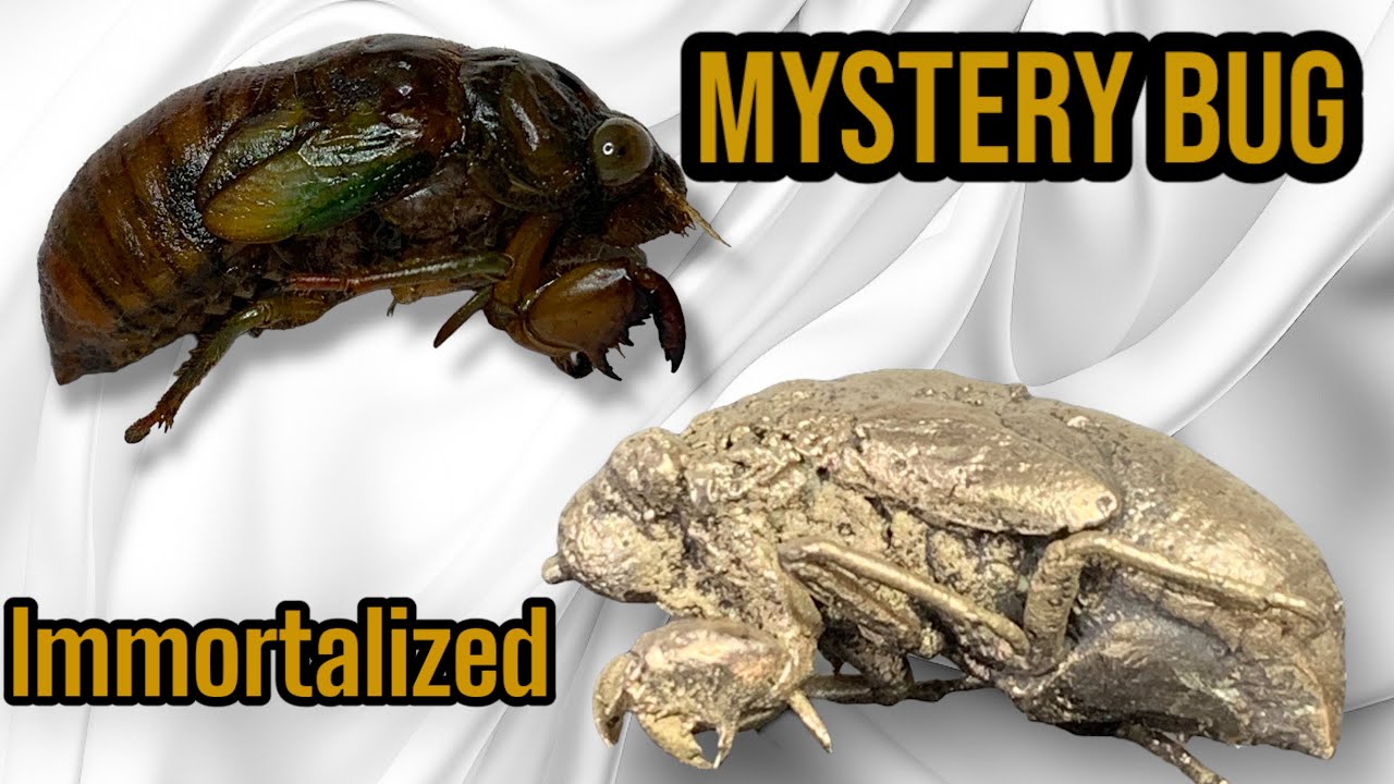 Immortalizing a Dead Bug in Bronze - YouTube