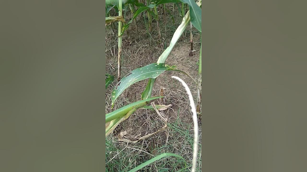 Busuk Batang Jagung Youtube