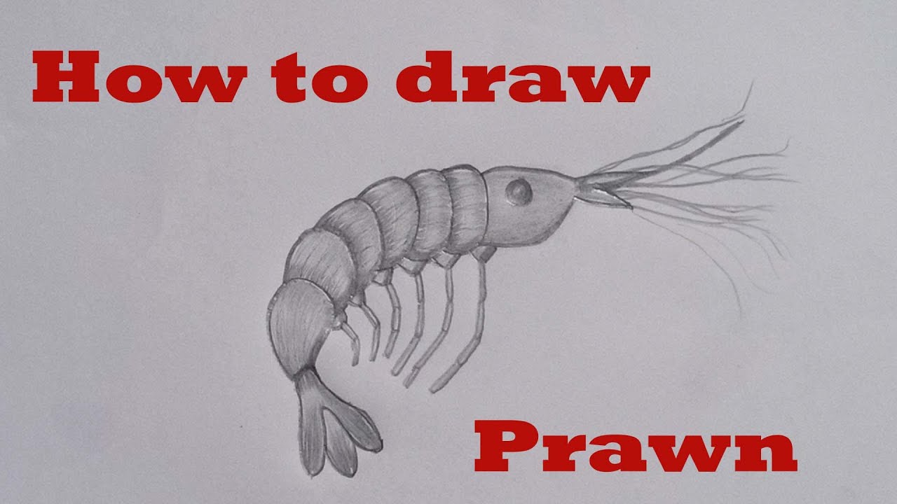 How to draw a prawn in an easy way | Simple way of drawing a prawn ...