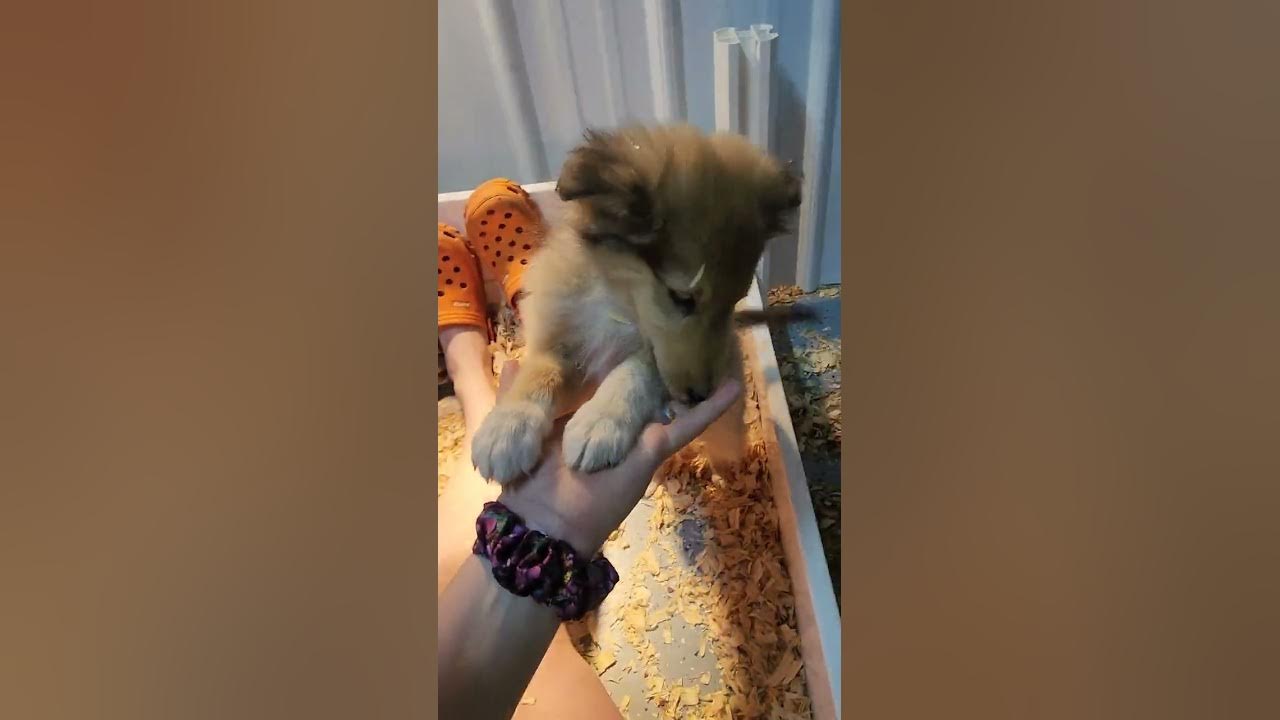 Pupdate! Mabel/Chance puppies are ready for homes! Collie babies are precious! - YouTube