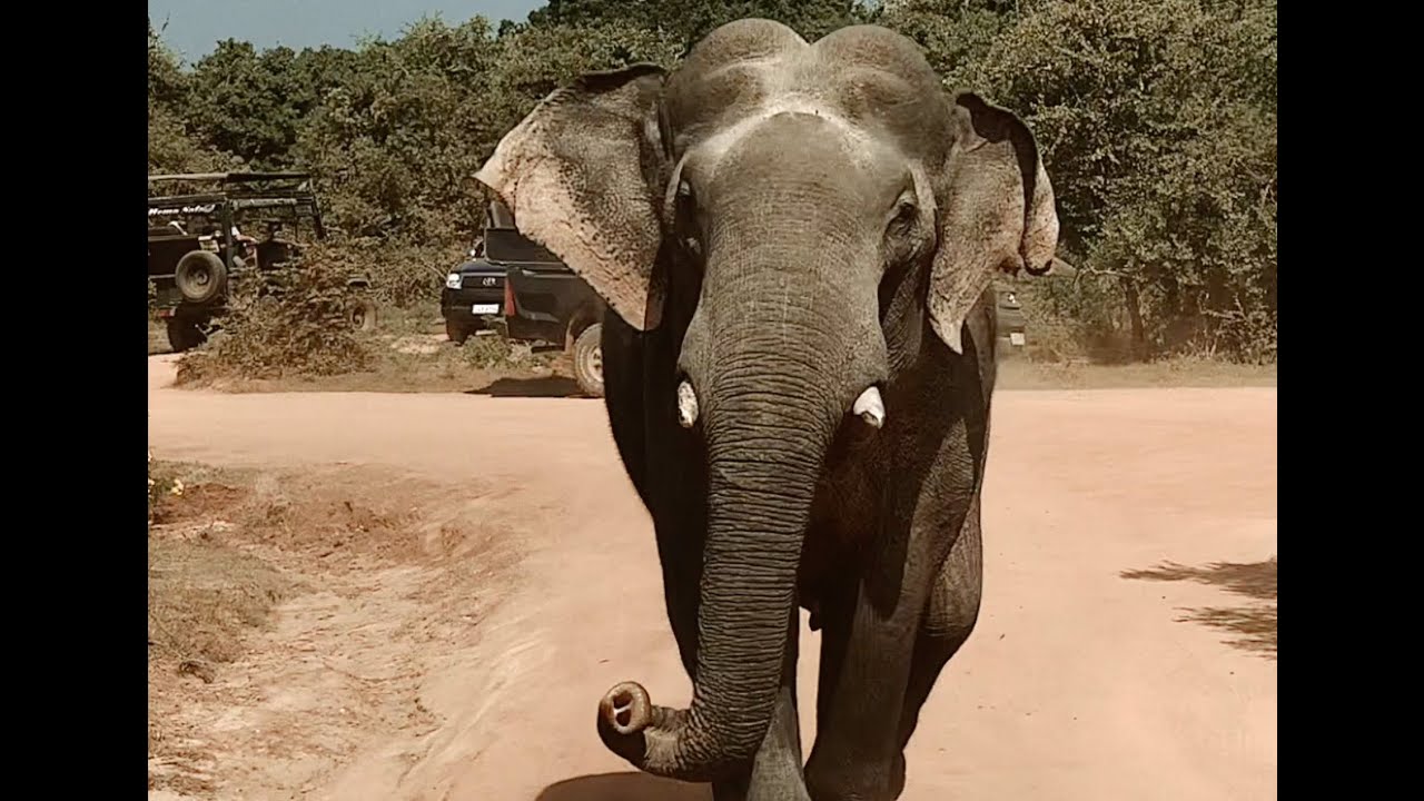 Aggressive elephant attacks people. Yala park Sri Lanka - YouTube