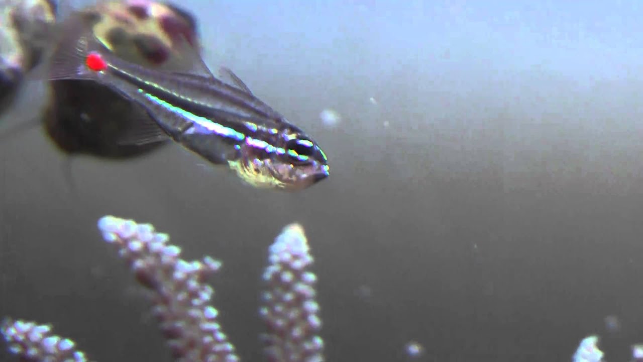 apogon parvulus - YouTube