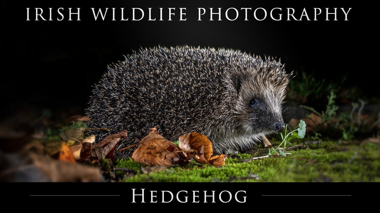 Local Hedgehog - Irish Wildlife Photography - YouTube