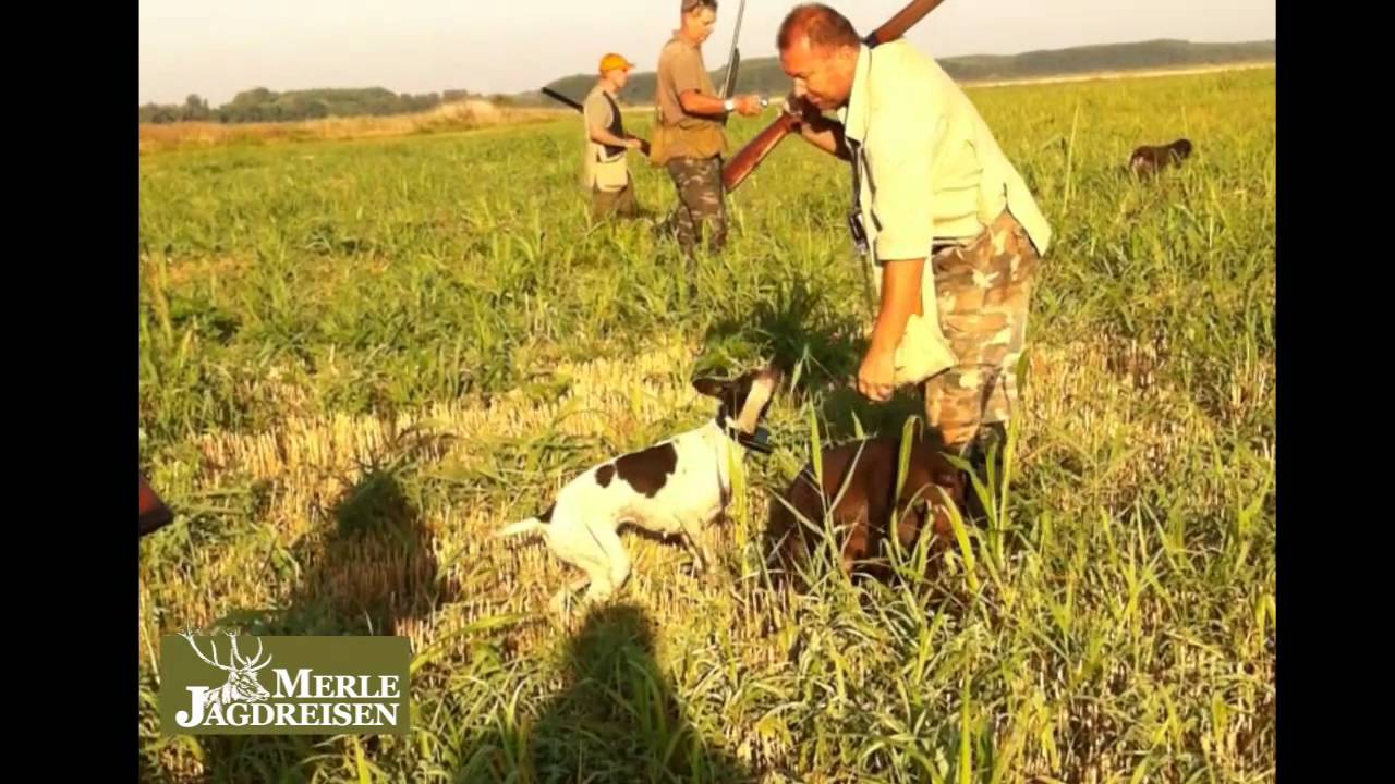 Quail / Pigeons Hunting in Romania - YouTube