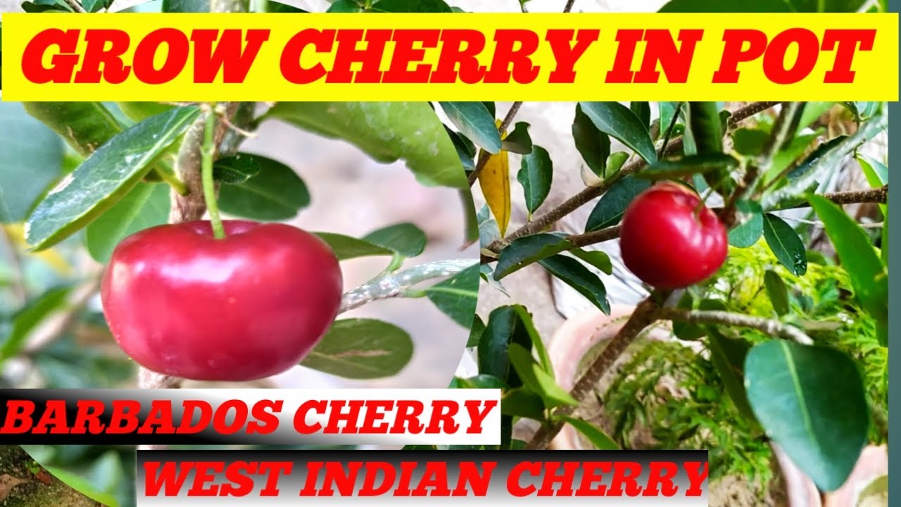 How to Grow Cherry in Pot 🍒🍒(Barbados cherry) गमले में चेरी - YouTube