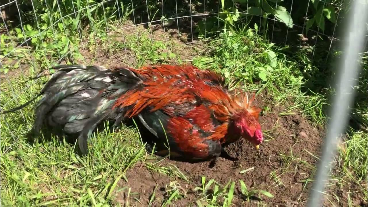 Qaib Sota Ej update qaib and new qaib ej - YouTube