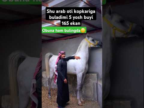 Arab otlari lekin chiroyli yugurishi ham tez#arabiston#chiroyli #tulporlari#polvonlar #mustangku