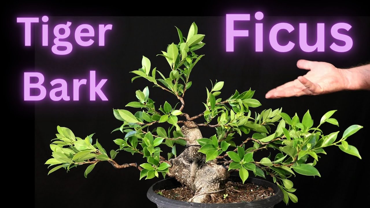 Tiger Bark Ficus Bonsai Ficus Microcarpa - YouTube