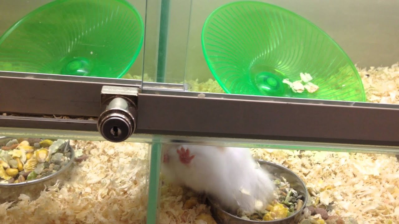 Looking at hamsters at pets at home autism - YouTube