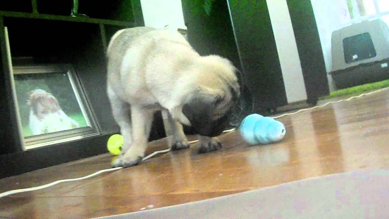 Gibson the pug puppy and his kong - YouTube