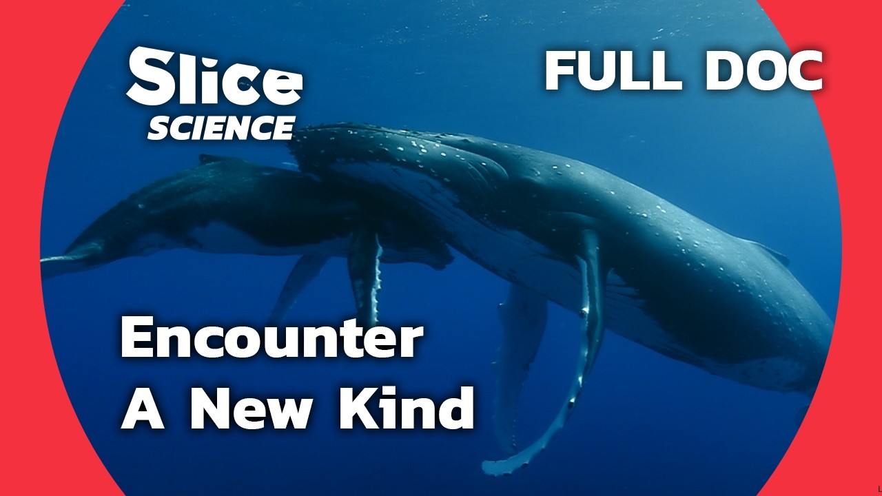 The Untold Story of Sperm Whales: From Hunters to Protectors | SLICE ...