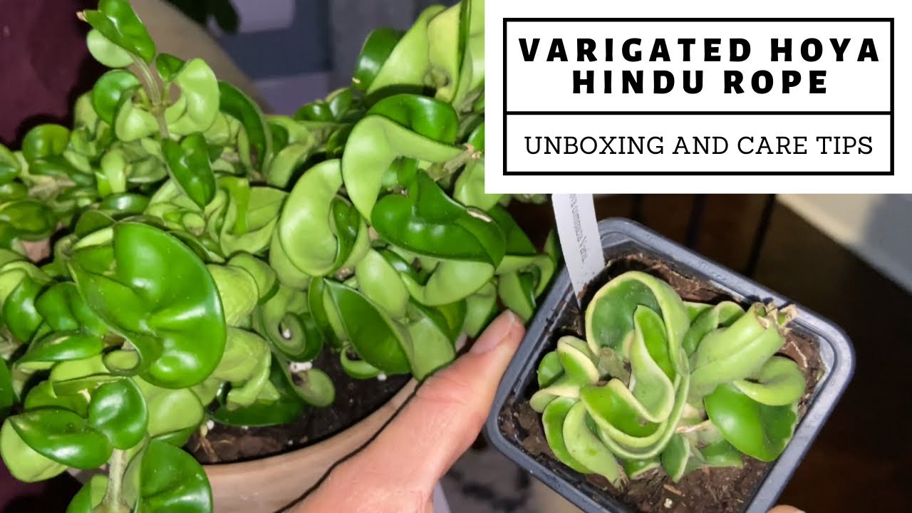 My wishlist Hoya unboxing and Care / Variegated Hoya Hindu Rope - YouTube