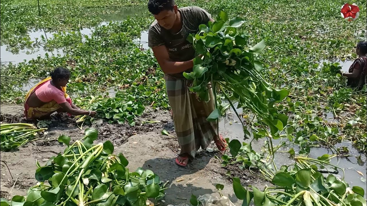 Our Simple Village Life।। Village Life ।। Village Life Vlog - YouTube