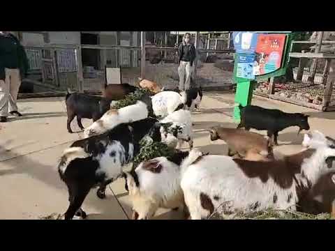 Bringing the Zoo to You: Goat Enrichment Trees - YouTube