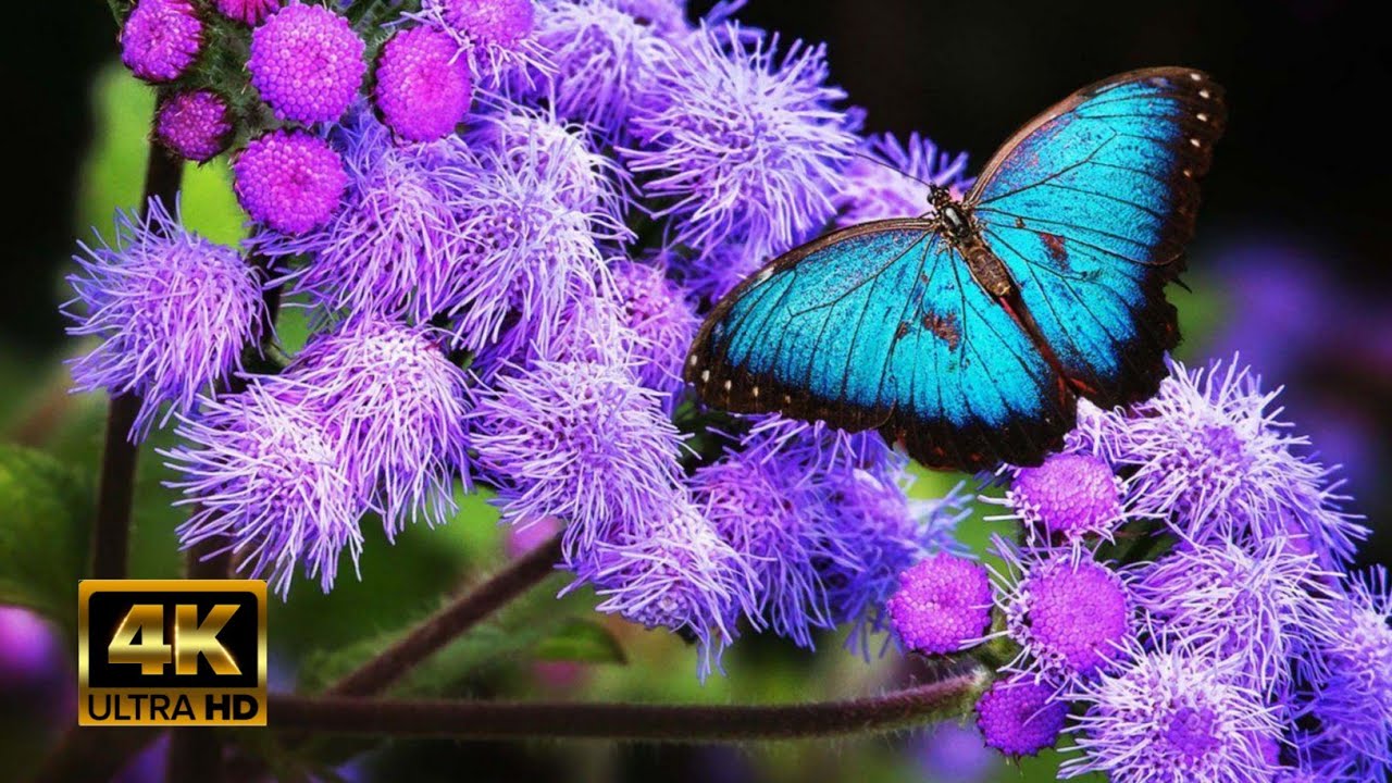 4K Butterfly VIDEOS | Butterfly in 4K Ultra HD @ambiences-w8e #4k #8k # ...