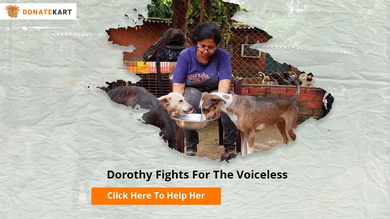 Dorothy Is Taking Care Of Hundreds Of Sick Strays In Delhi - YouTube