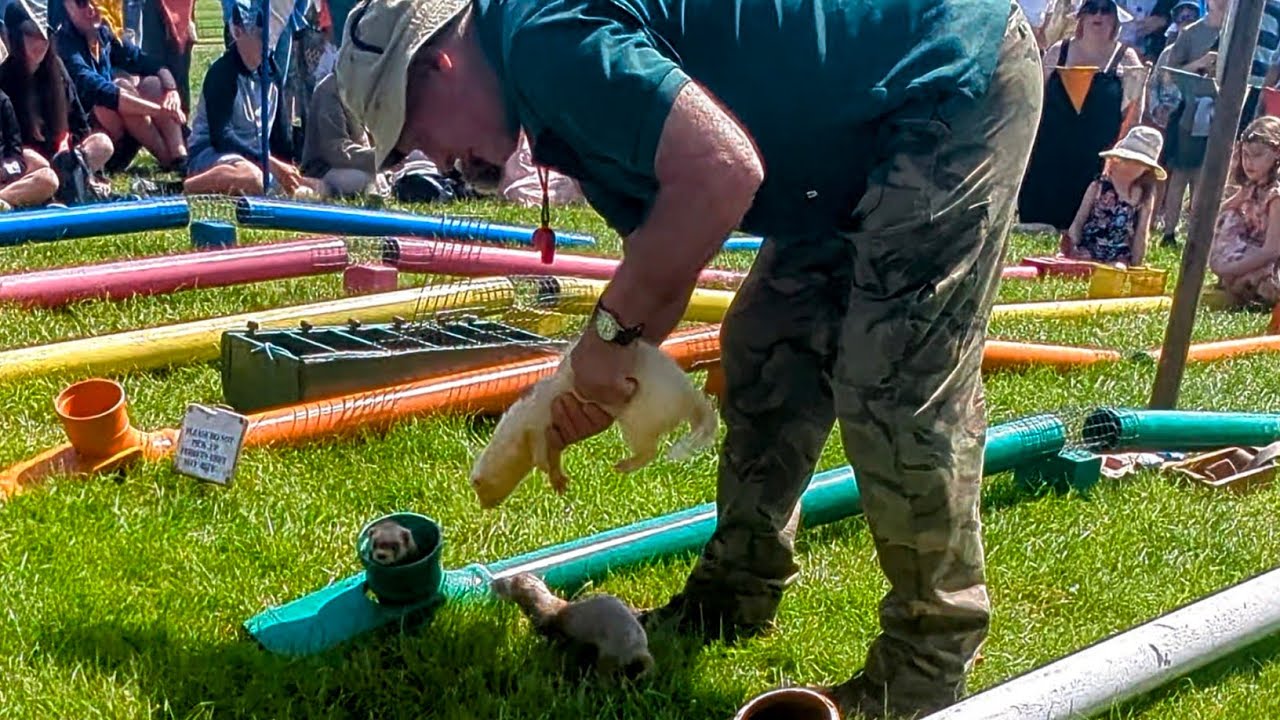 Ferret Racing in Sherborne Dorset - The Grand Final Race of the Day ...