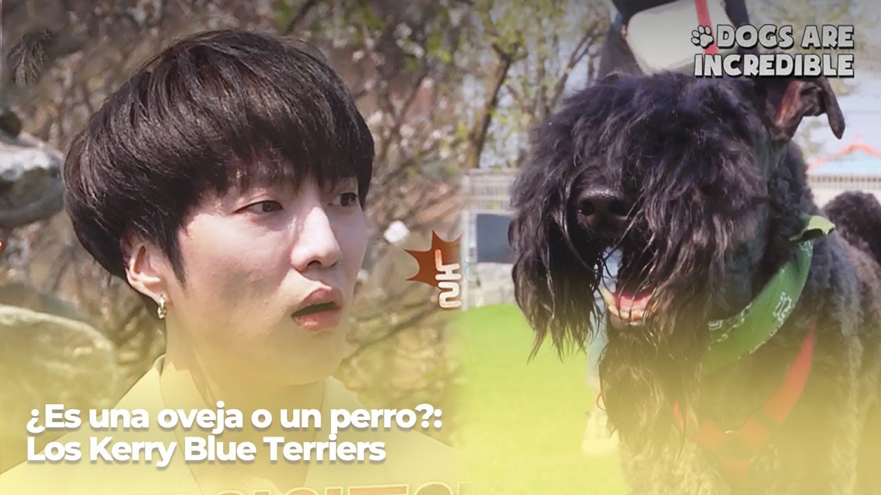 [ESP SUB] Dogs are incredible (Parte 2/8): SeungYoon y Hoony de WINNER ...
