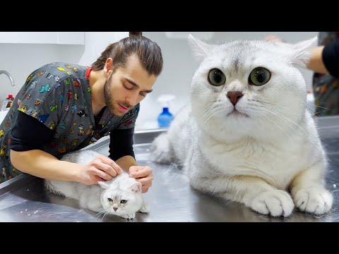 EN MASUM SURATLI KEDİ! 😍 ( Tam Bir Tüy Yumağı Çıktı! 😂 )