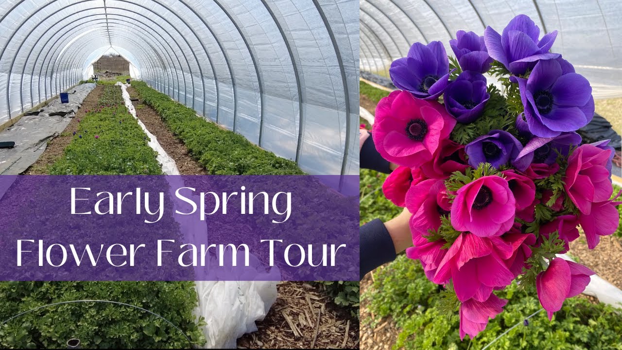 Spring = 💰On a Flower Farm | Tour - YouTube