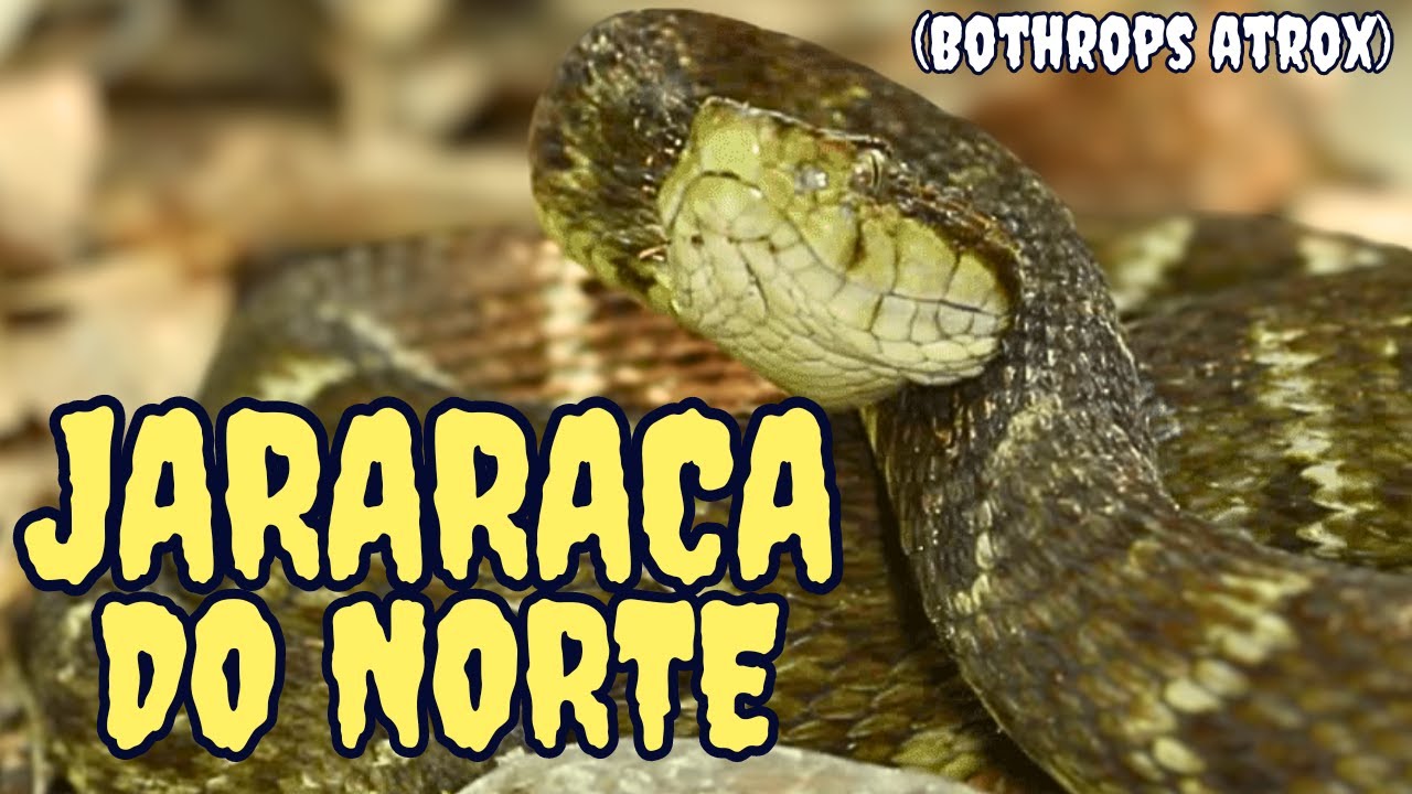JARARACA DO NORTE, O TERROR DA AMAZÔNIA - YouTube