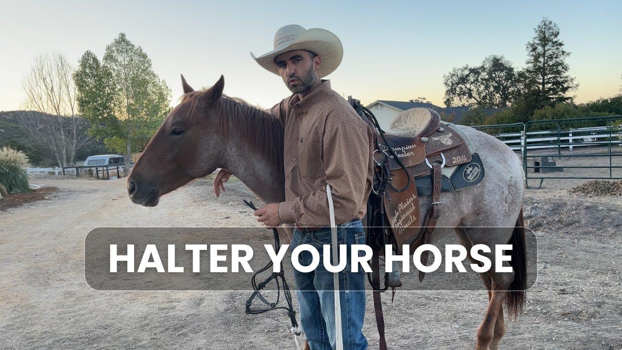 Stop Doing It Wrong! Expert Tips on Properly Haltering a Horse - YouTube