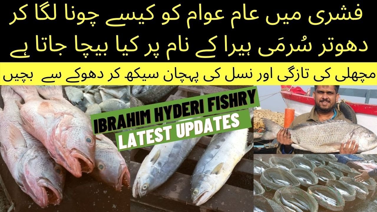 How to Buy Fish in Pakistan | ibrahim hyderi fish market rates ...