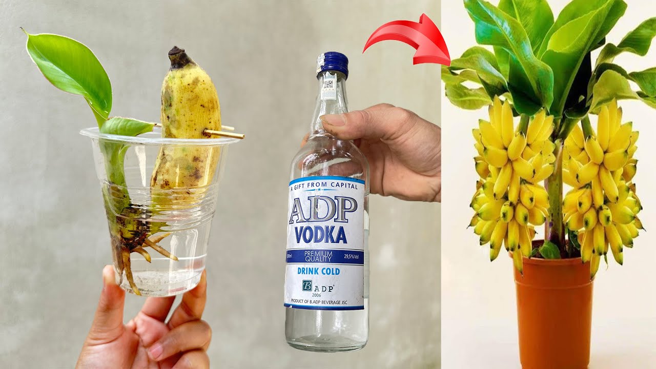 LATEST TECHNIQUE: Using vodka yeast to stimulate banana germination ...