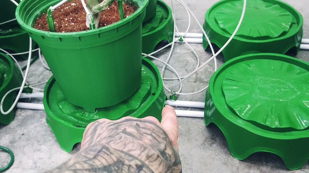 FloraFlex Micro Dripper tips! Zookies monocrop. - YouTube