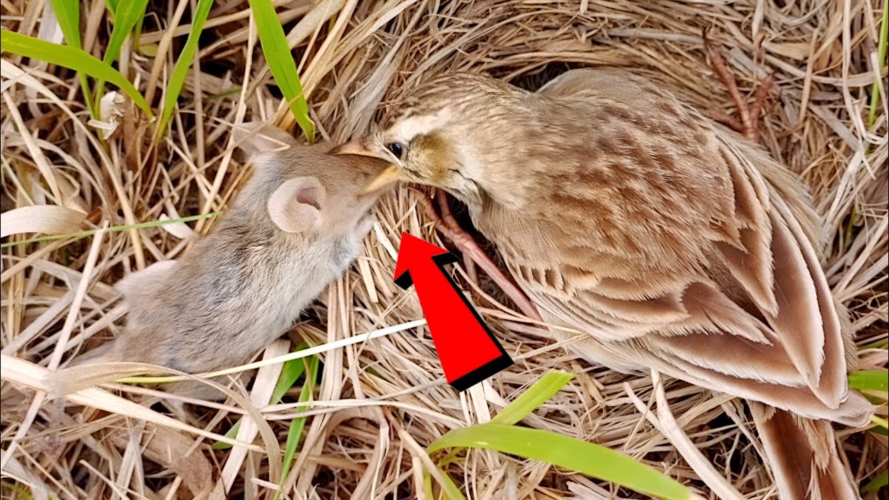 Strange Mouse Things Around Bird Nest | What Happened? - YouTube