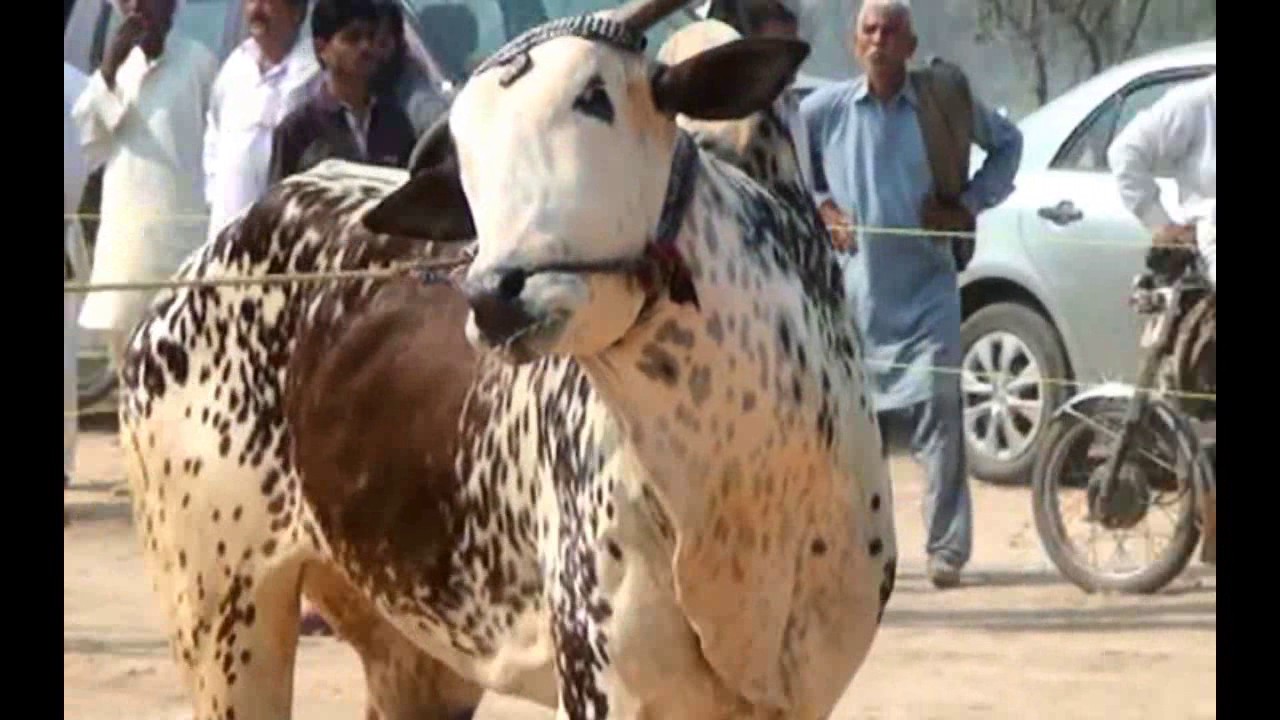 bail gadi race 2017 six - YouTube