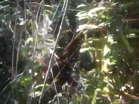 Mating ball of Burmese pythons in Florida Everglades. - YouTube