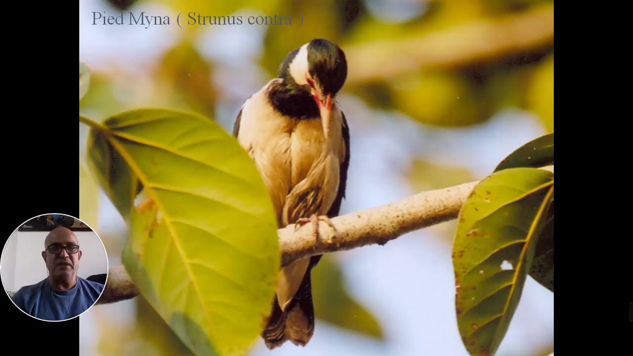 BIRDS OF CHURU CITY - YouTube