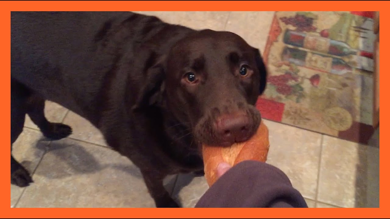 Dog Steals Bread - Guaranteed to Smile - YouTube