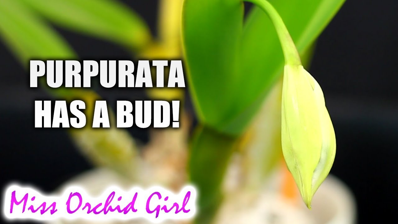 Cattleya purpurata Orchid in bud! + about cutting flower sheaths - YouTube